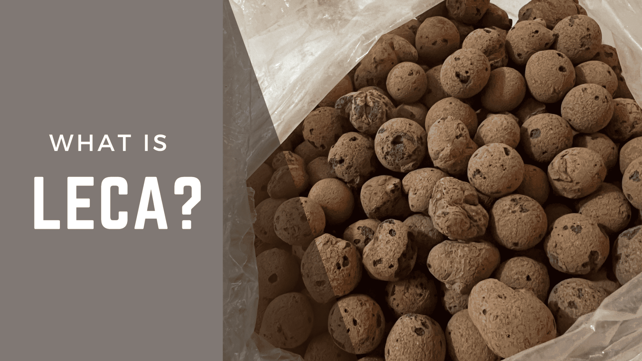 What is LECA? Complete Guide on Using Clay Balls for Plants - Plant ...