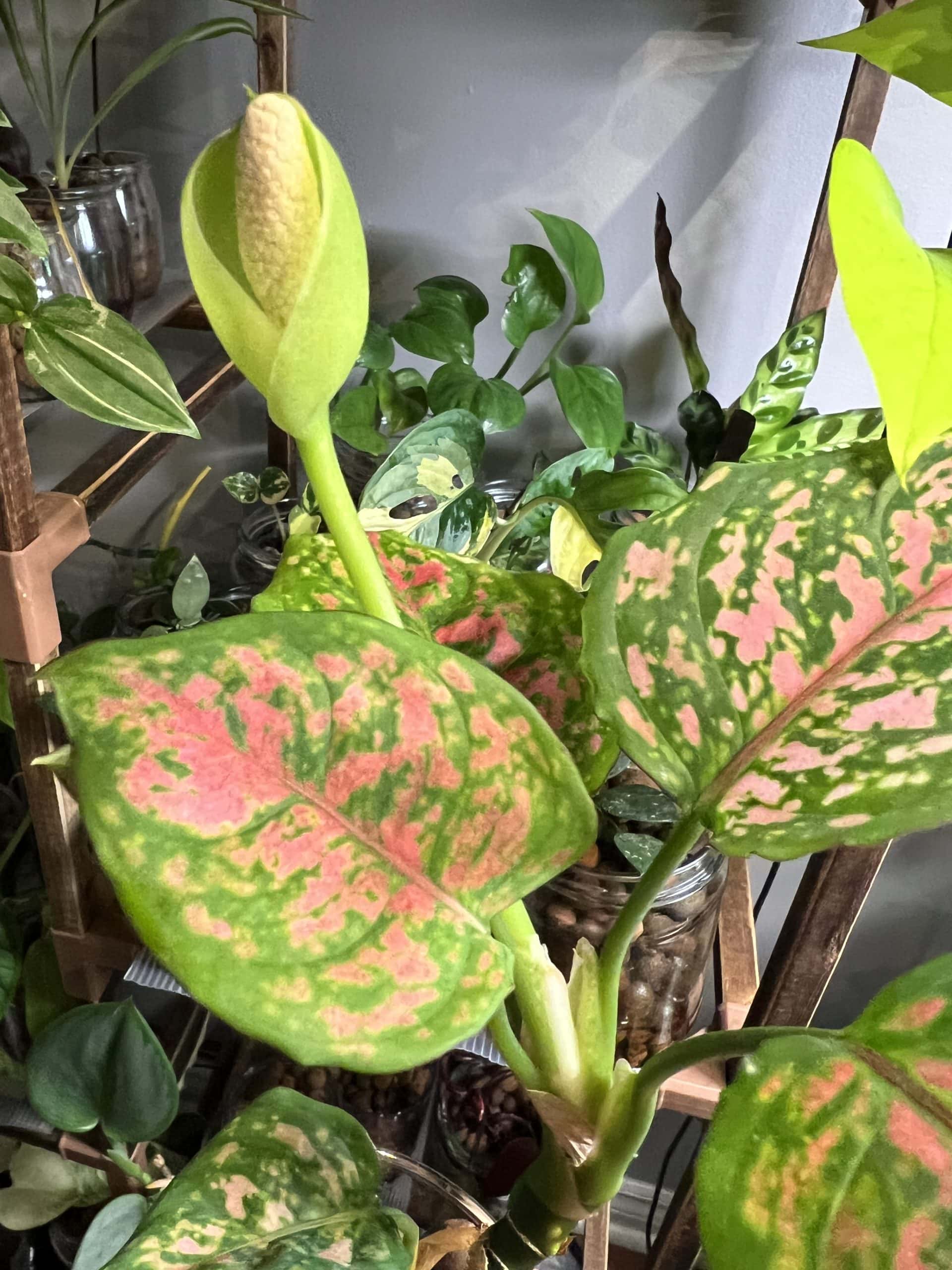 Top 10 Houseplants That Thrive Without Soil for Easy Indoor Gardening ...